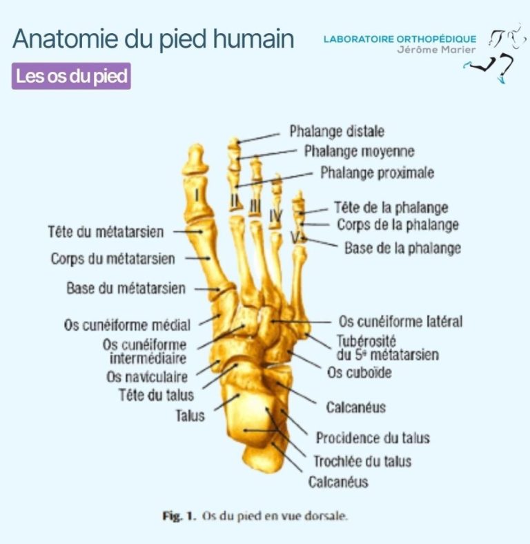 Quels sont les différents types de pieds? | Anatomie du pied humain
